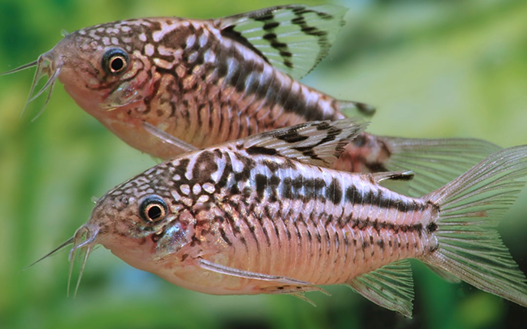Corydoras elegans “Elegant Cory” – Tsunami Aquatics