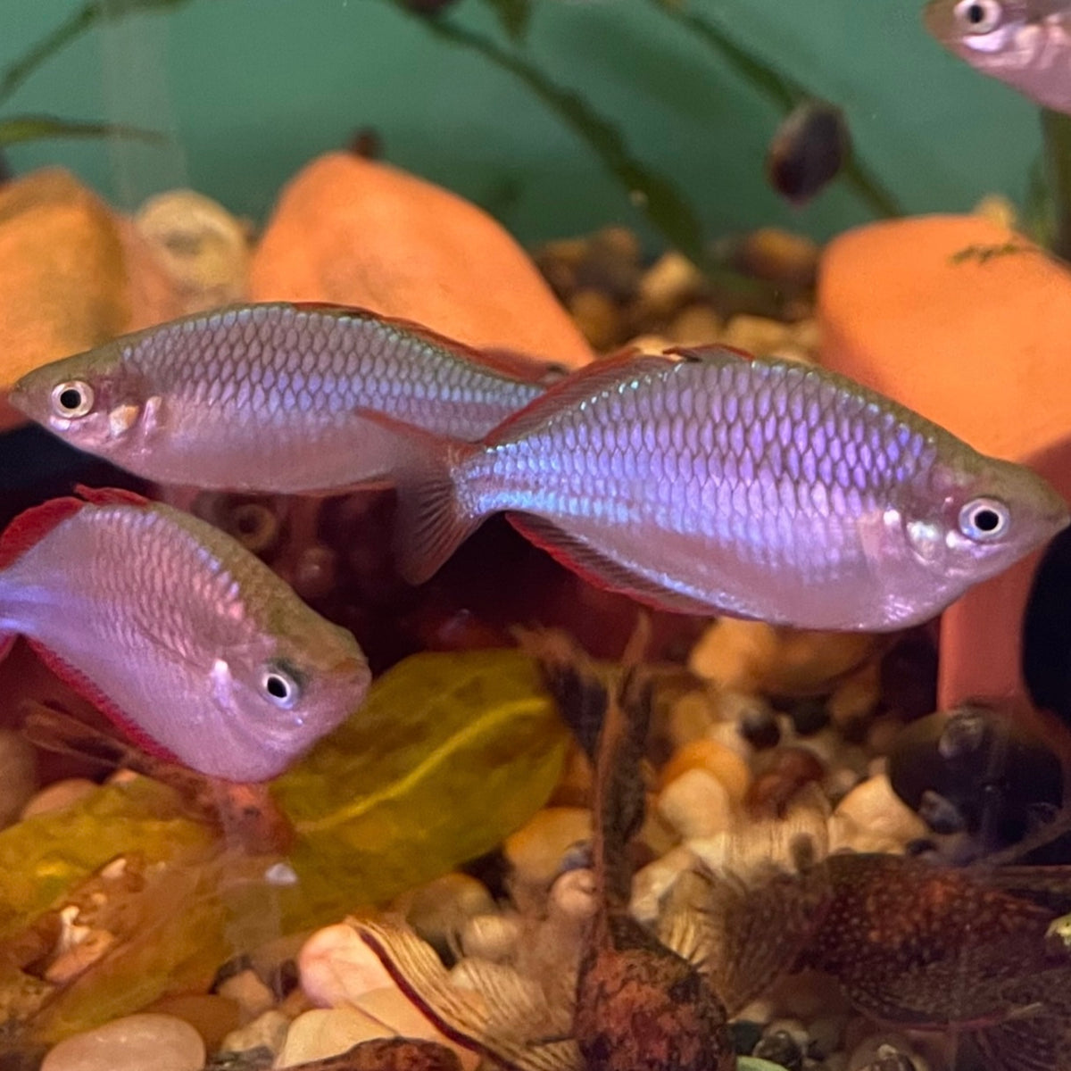 Melanotaenia praecox “DWARF NEON RAINBOWFISH” – Tsunami Aquatics