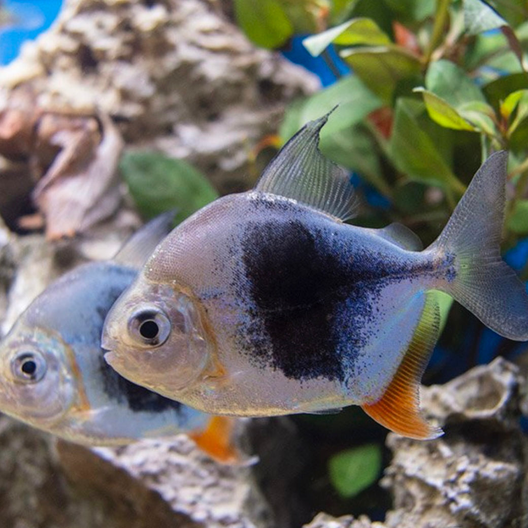 Community – Tsunami Aquatics