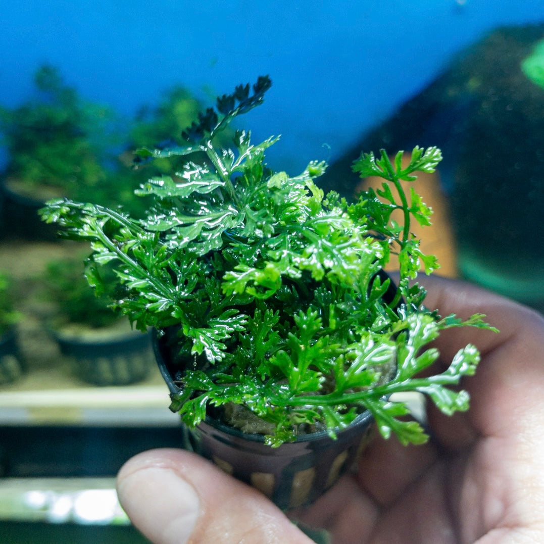Bolbitis Heteroclita Difformis - Mini Bolbitis – Tsunami Aquatics