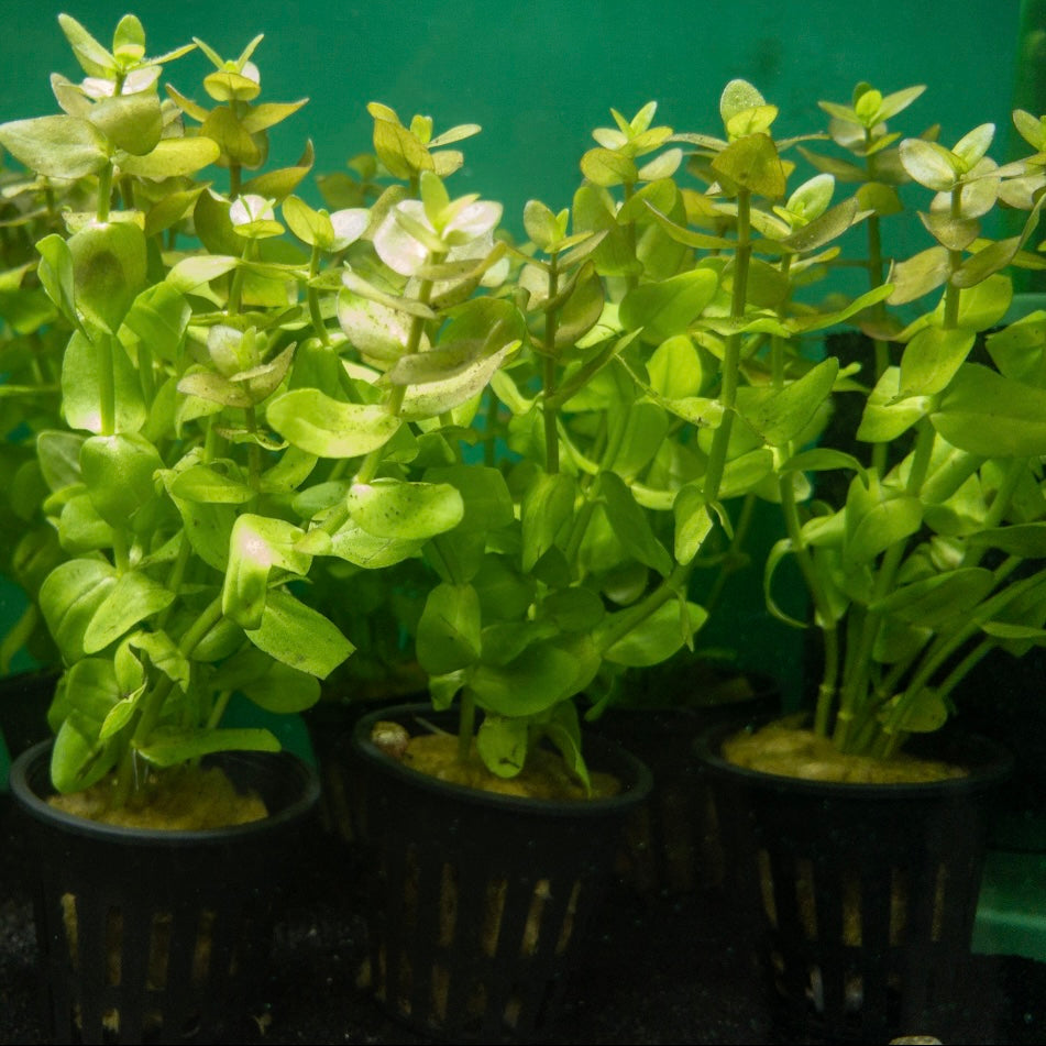 Bacopa Caroliniana “Red” – Tsunami Aquatics