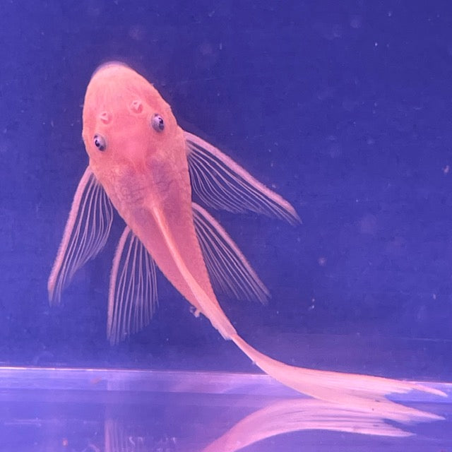 All Freshwater Fish – Page 2 – Tsunami Aquatics