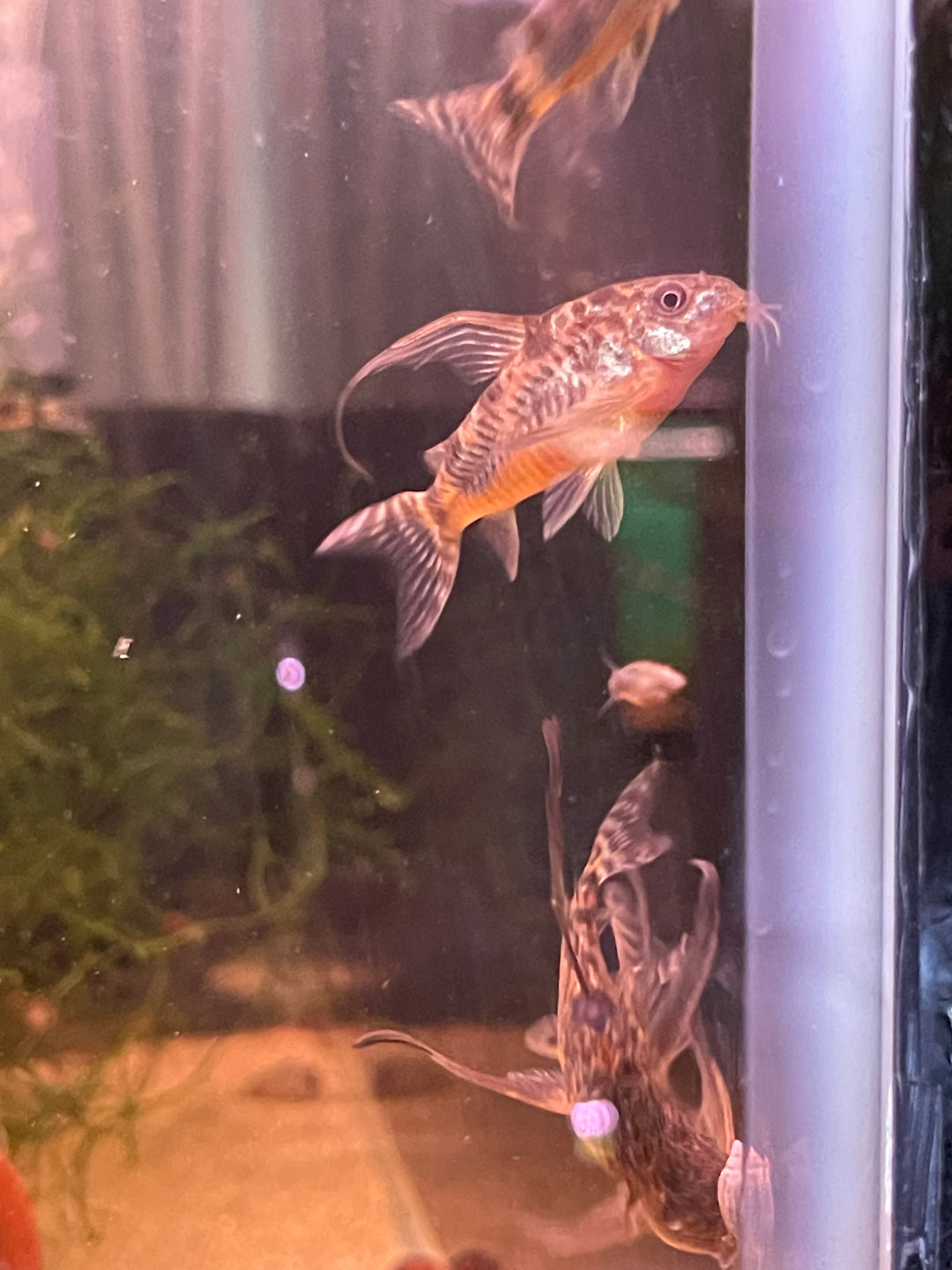 All Freshwater Fish – Tsunami Aquatics