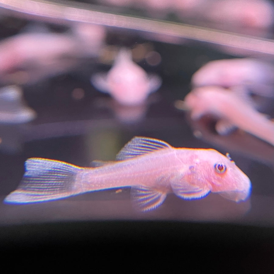 All Freshwater Fish – Tsunami Aquatics